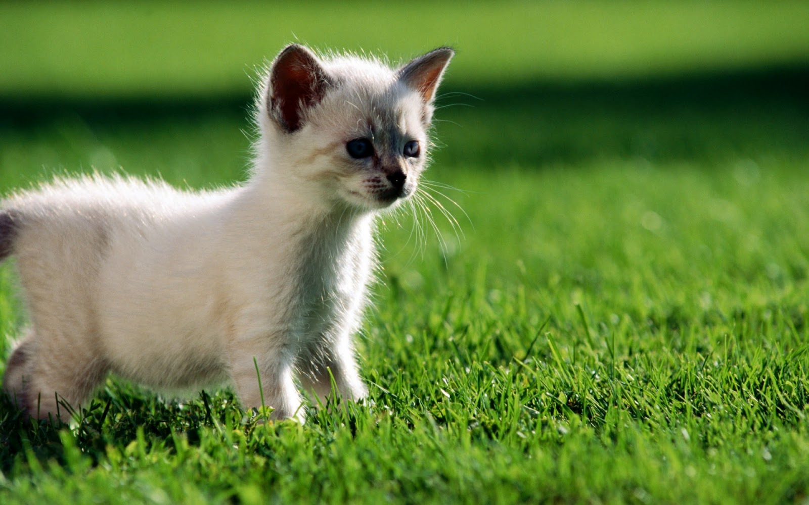 Wallpaper Funny Cute Cat Wallpaper Desktop HD Beautiful Cat Wallpapers wallpaper-funny-cute-cat-wallpaper-desktop-hd-beautiful-cat-wallpapers