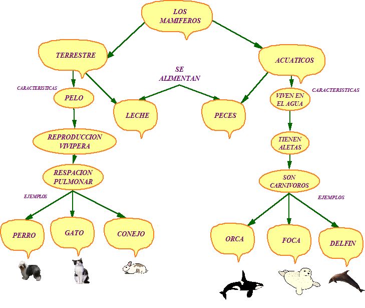 Clasificación de los mamíferos - Imagui