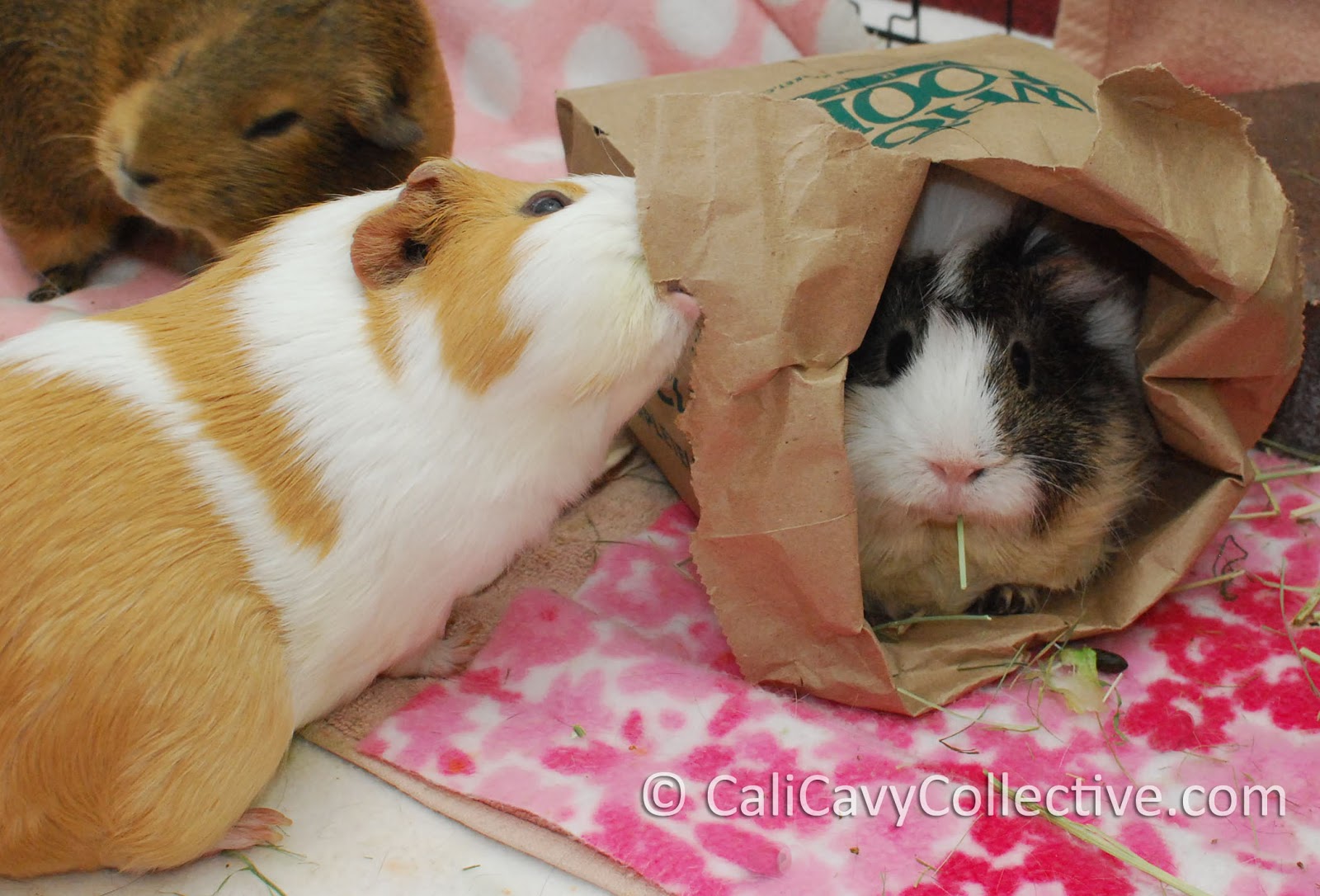 Cali Cavy Collective A Blog About All Things Guinea Pig DIY Guinea Pig Toy Paper Bag Of Hay cali-cavy-collective-a-blog-about-all-things-guinea-pig-diy-guinea-pig-toy-paper-bag-of-hay