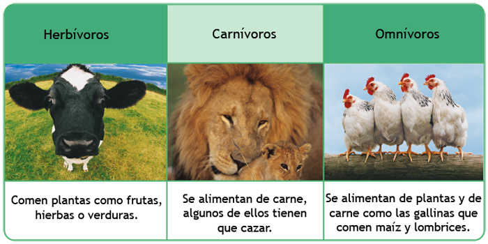 Animalia: Animales según su alimentación