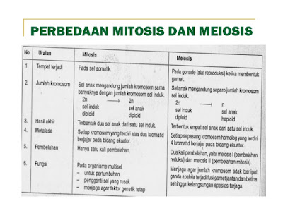 Kepentingan Mitosis Dan Meiosis Persamaan Dan Perbezaan Mitosis - Riset