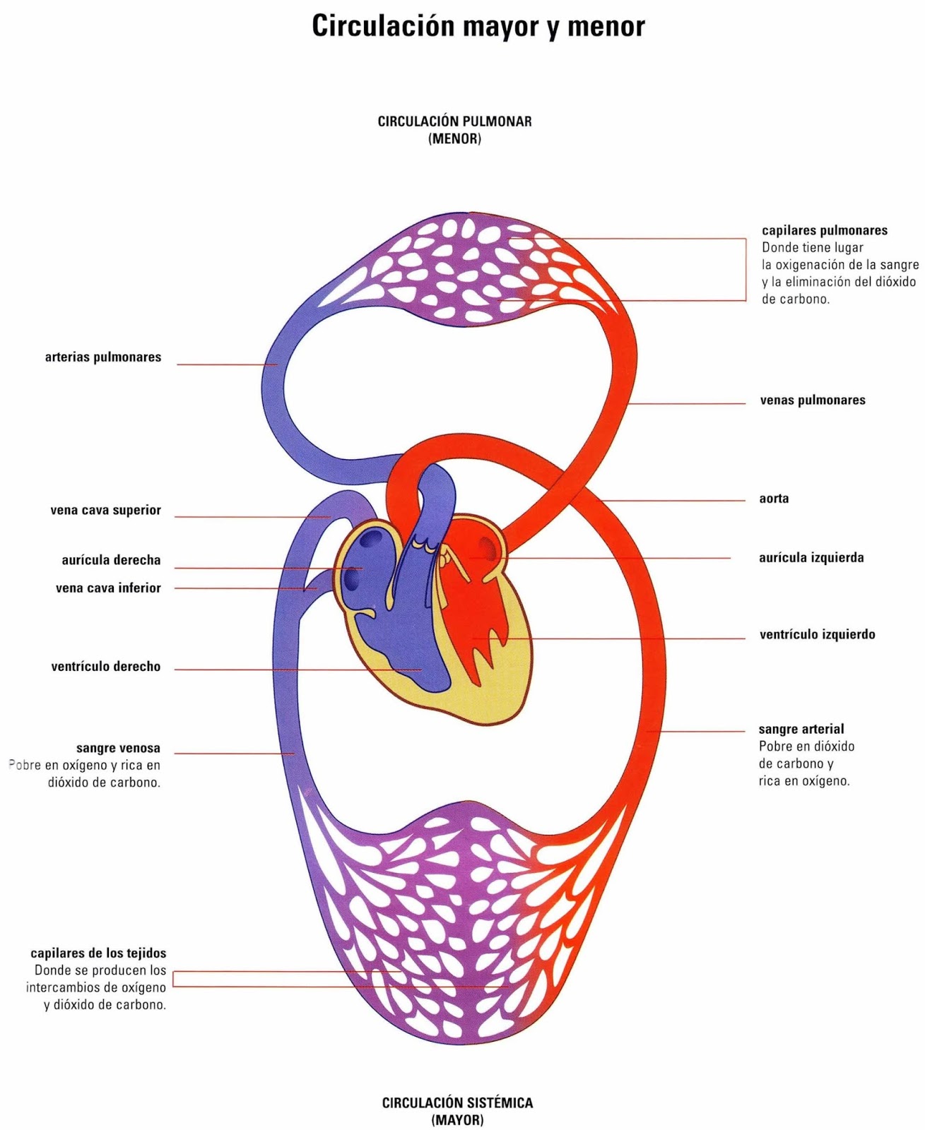 Aula aumentada Biologia: BIOLOGÍA 2do Año - Guía de estudio "Sistema ...