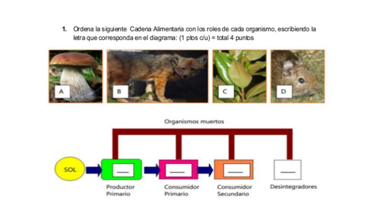 Productores Consumidores Y Descomponedores
