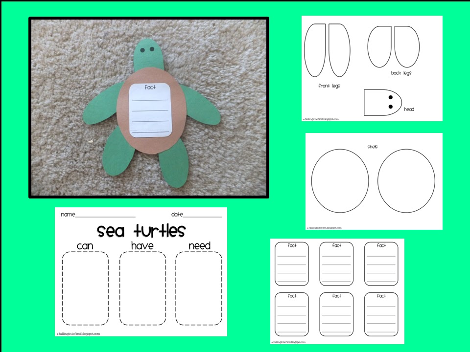 Winners & Baby Sea Turtles | Falling into First