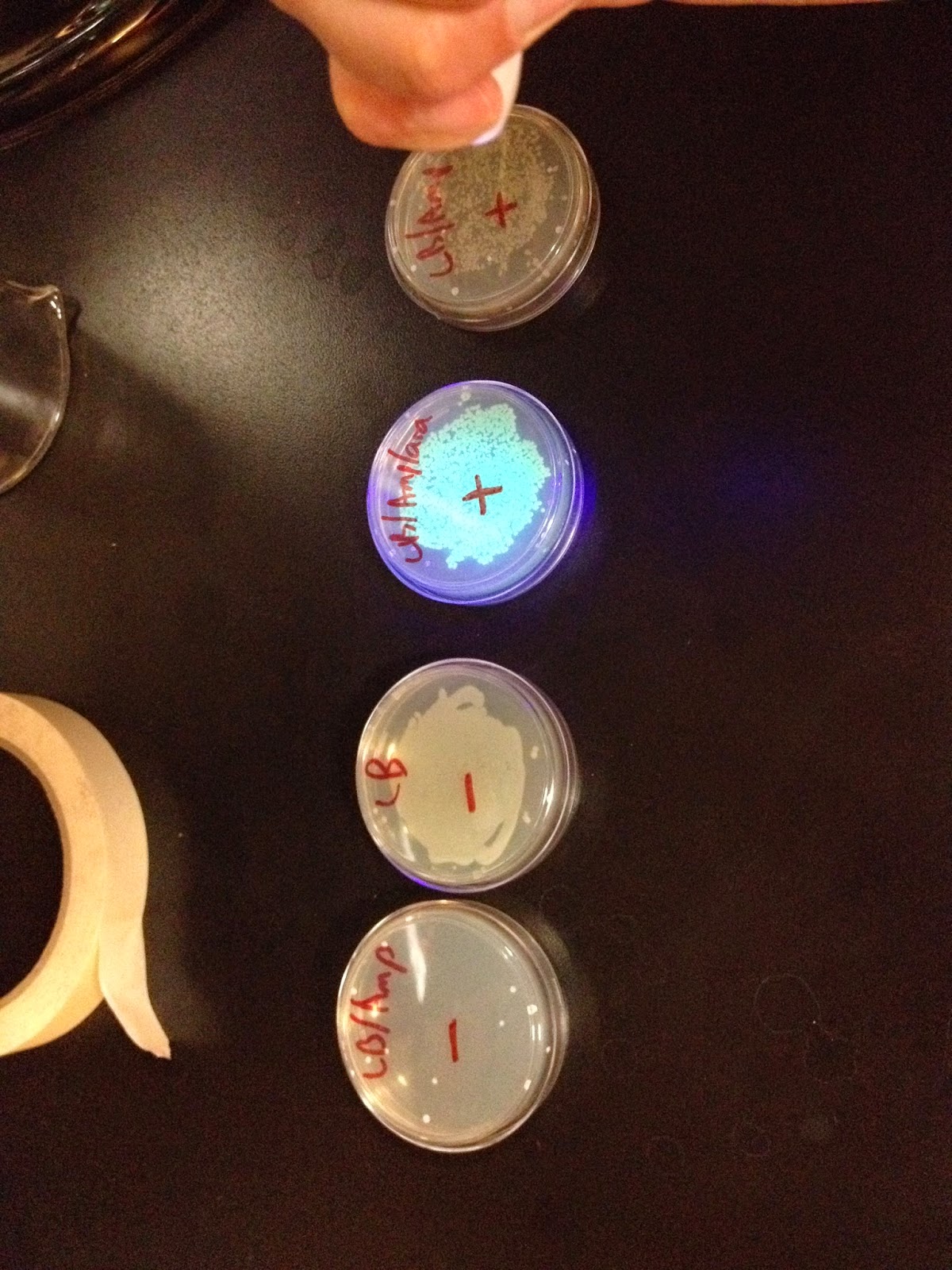 Biology Blog: Genetic Engineering: Bacterial Transformation Lab