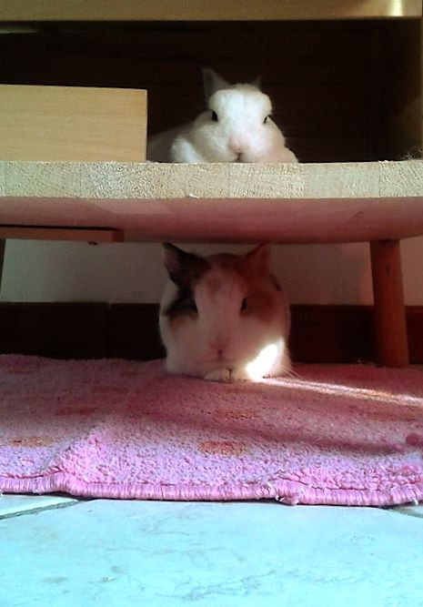 Disapproving Bun Gigio And Leonardo disapproving-bun-gigio-and-leonardo