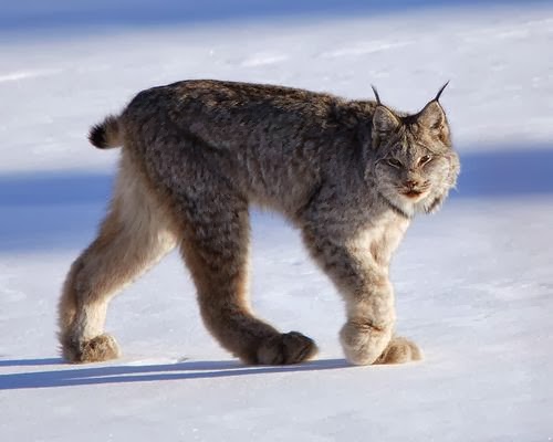 Animales del Artico # 1