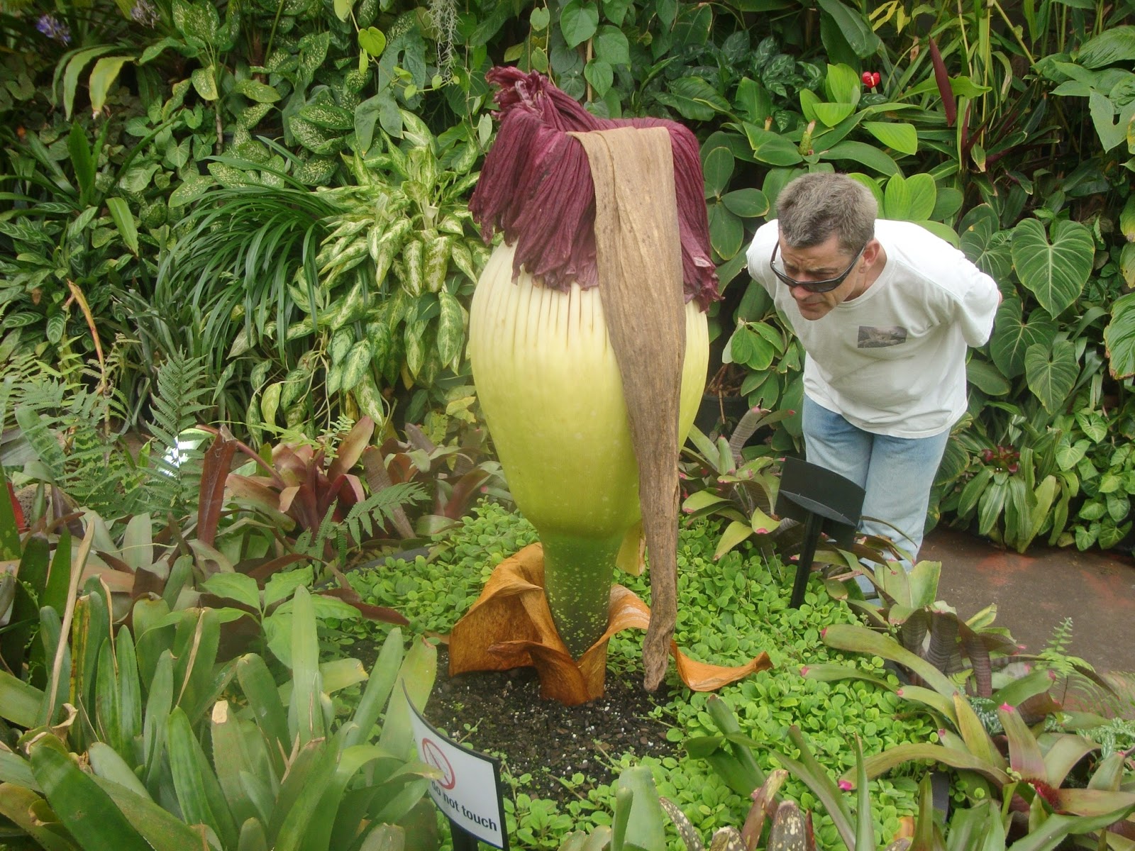 Titan Arum Archives - melbcity.net.aumelbcity.net.au Titan Arum Archives - melbcity.net.aumelbcity.net.au