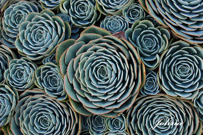 25 Stunning Examples Of Geometrical Order In Nature 25 Stunning Examples Of Geometrical Order In Nature