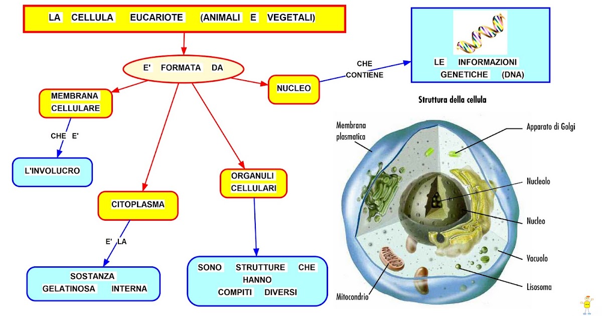 Mappa concettuale: Cellula eucariote Mappa concettuale: Cellula eucariote