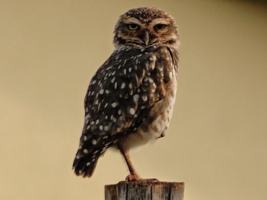 Sarzedo Ecologia: Eu amo (e respeito) as corujas