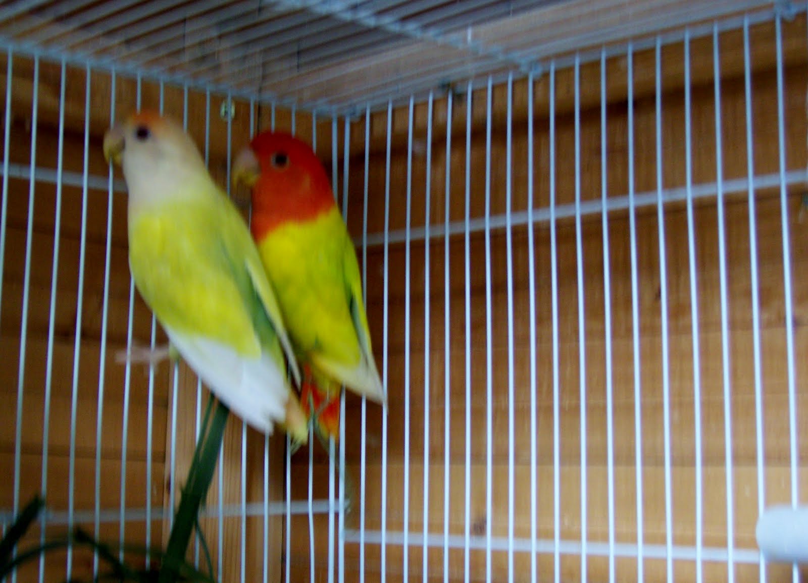 Agapornis Lutino Opalino