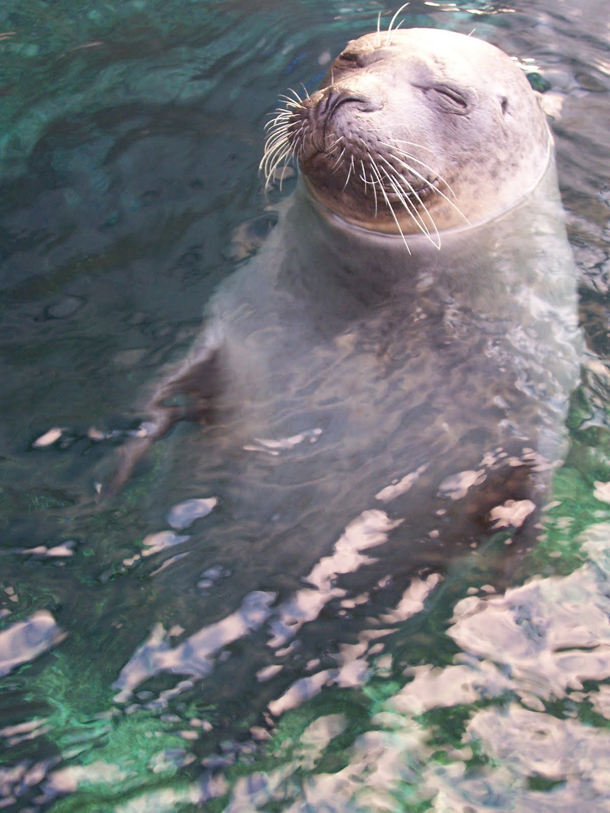 Marine Mammal Trainers marine-mammal-trainers