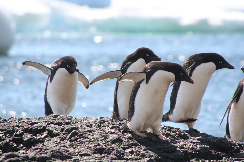 Adelie Penguins The Life Of Animals adelie-penguins-the-life-of-animals