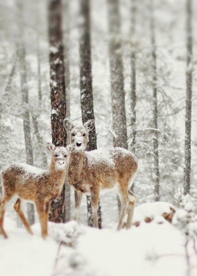 Les Animaux et l'Hiver