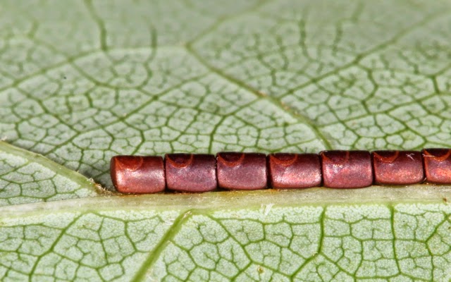 Springfield Plateau: Leaf-footed bug