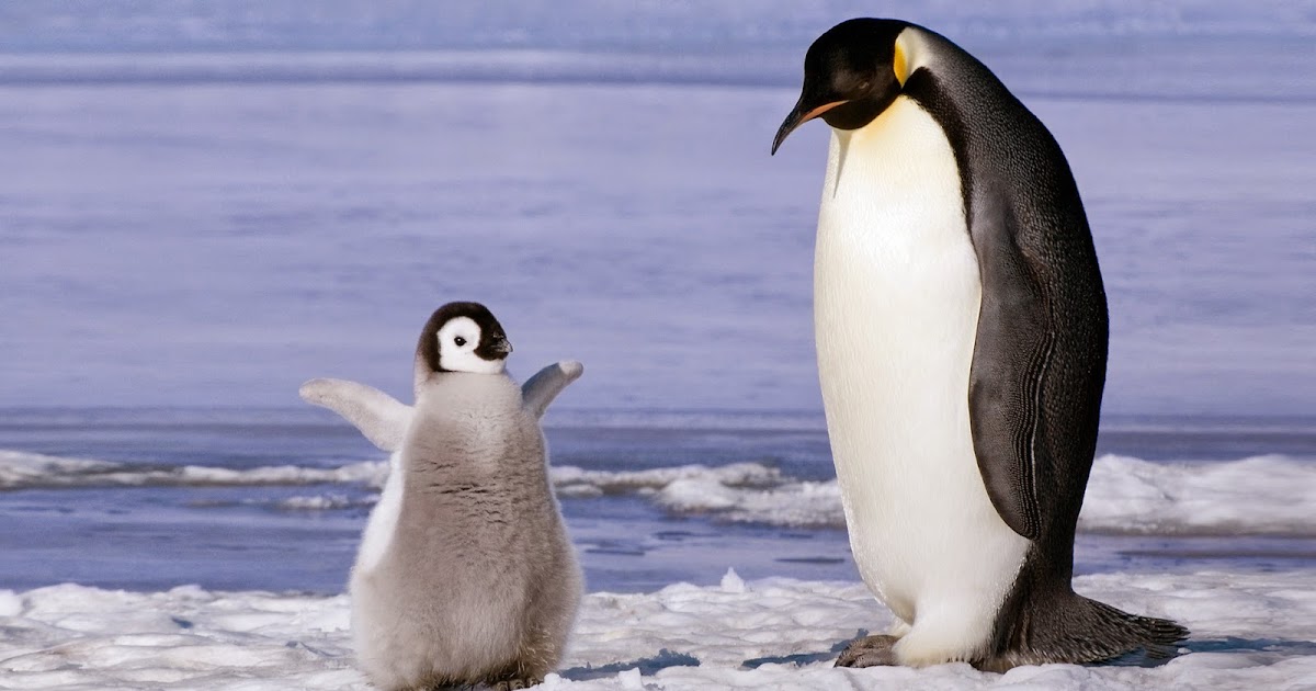 Penguins And The Broaden and Build Theory penguins-and-the-broaden-and-build-theory