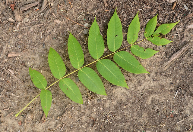 Indiana Plant A Day: Butternut