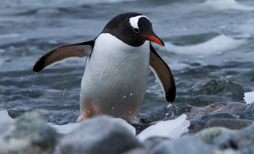 Animal You Gentoo Penguin animal-you-gentoo-penguin