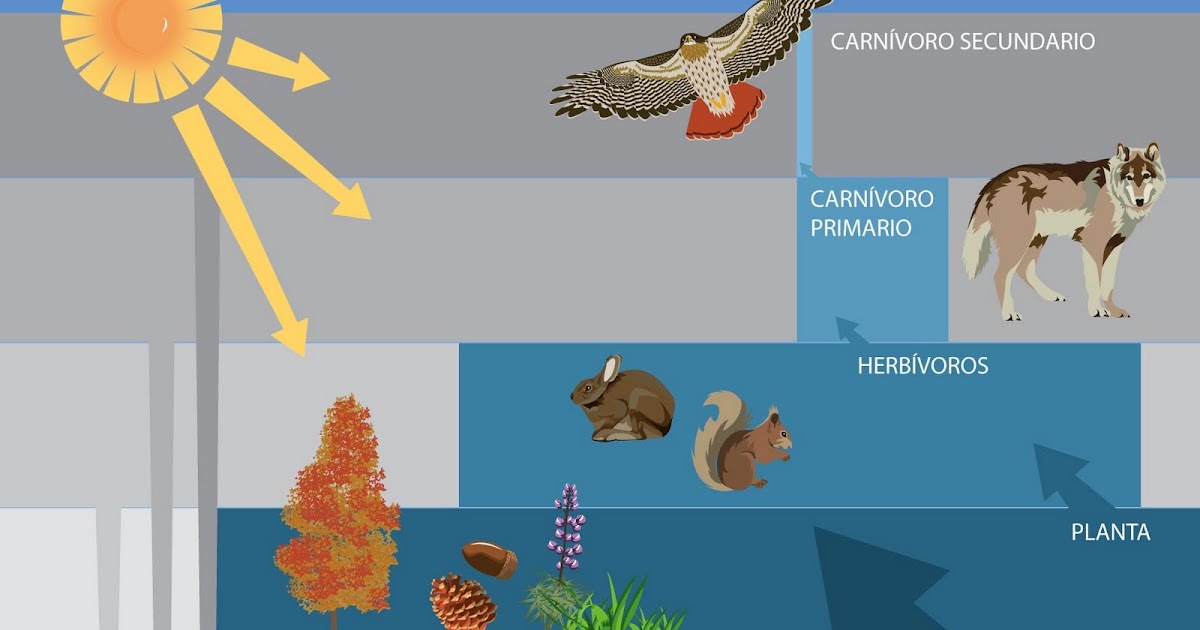 LOS SERES VIVOS Y EL SOL: Cadenas alimenticias