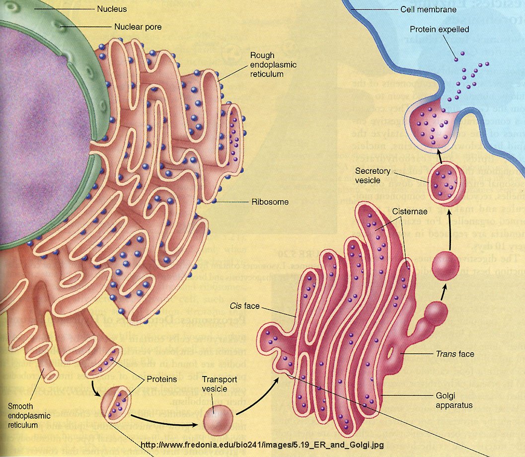 A Biologia da Célula: Complexo Golgiense
