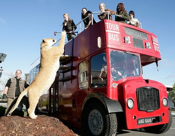 Be One Of Us Gaia Group World s Biggest Wild Cat Ever be-one-of-us-gaia-group-world-s-biggest-wild-cat-ever