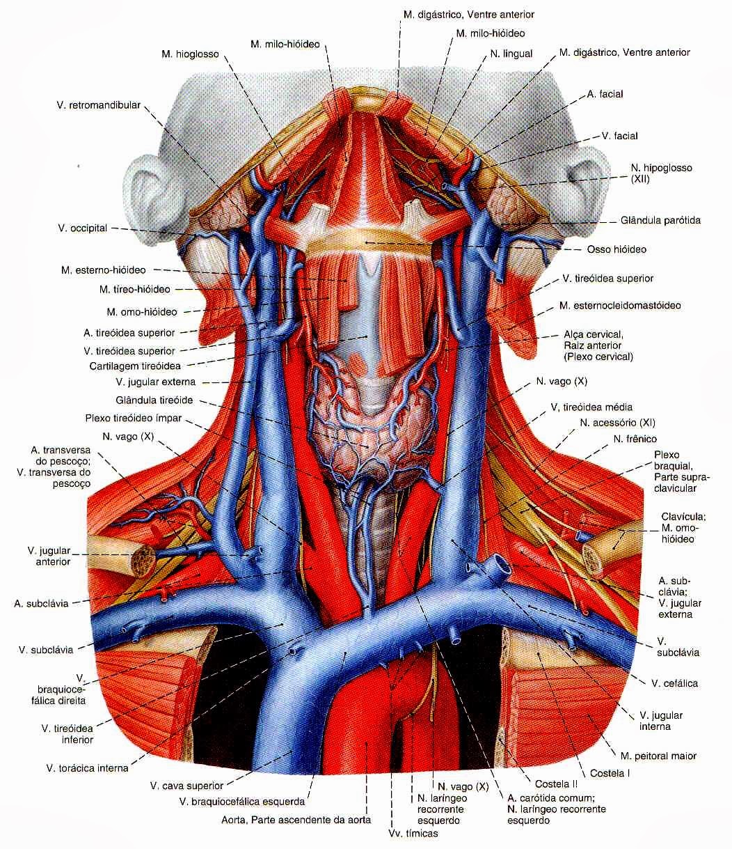 Veia Jugular Interna E Externa - FDPLEARN Veia Jugular Interna E Externa - FDPLEARN