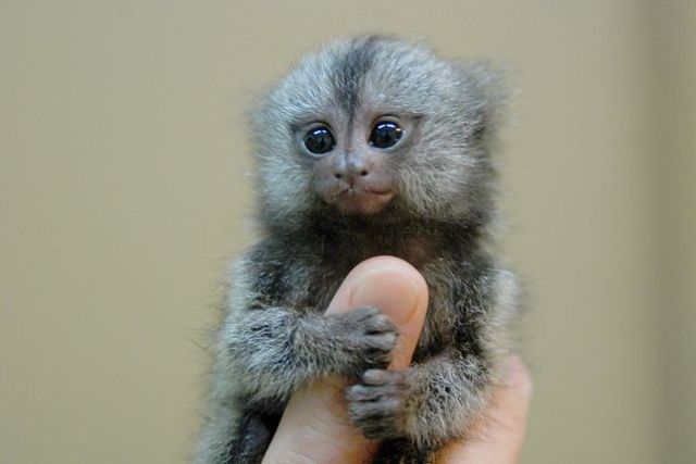 Funny Pictures Gallery Small Monkeys Small Monkey Types Of Small Monkeys Small Pet Monkeys funny-pictures-gallery-small-monkeys-small-monkey-types-of-small-monkeys-small-pet-monkeys