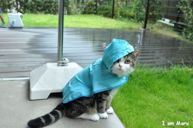 Funny and Wild Animals : Funny Animals in The Rain