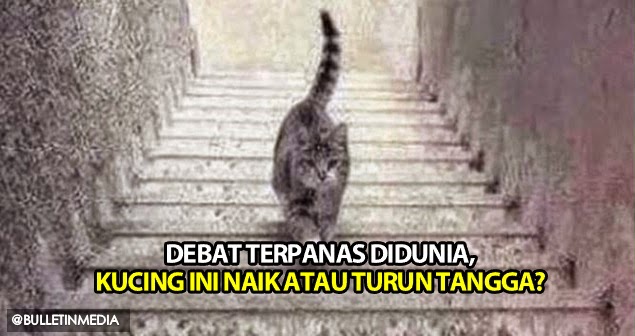 Debat Terpanas Di Dunia, Kucing Ini Naik Atau Turun Tangga? Debat Terpanas Di Dunia, Kucing Ini Naik Atau Turun Tangga?