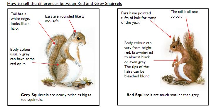 TravelMarx: Red v. Grey Squirrel