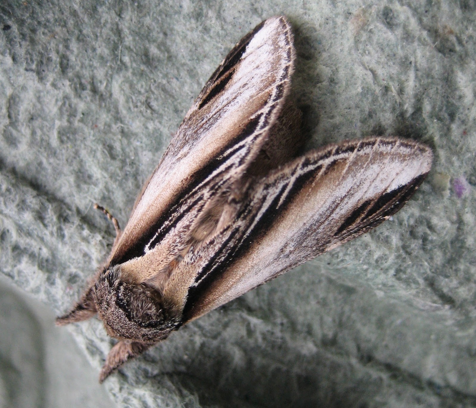 Can Moths Fly After Getting Wet at Therese Arnold blog