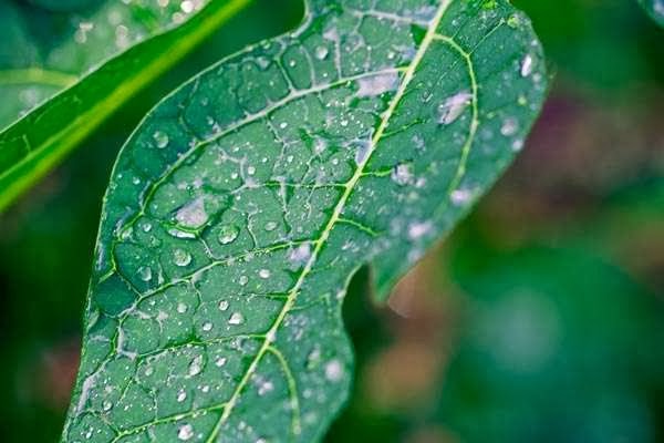 Papaya Leaf Health Benefits Of Medicinal Leaves papaya-leaf-health-benefits-of-medicinal-leaves
