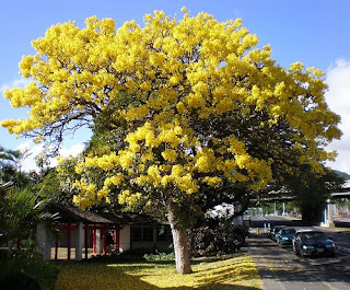 El árbol de oro