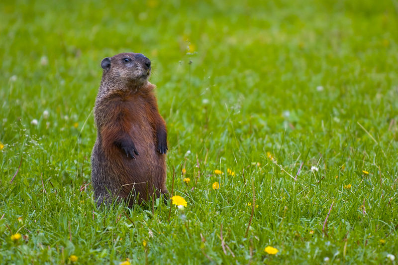 mystic valley musings: Groundhog Day mystic valley musings: Groundhog Day
