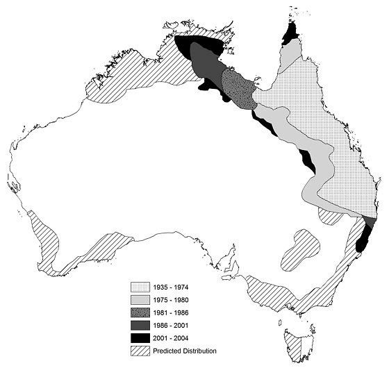 Toadally Awesome Toad Facts: The spread of cane toads in Australia Toadally Awesome Toad Facts: The spread of cane toads in Australia