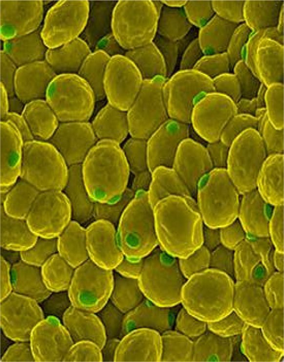Biology 10 Topic 5 Kingdom Fungi biology-10-topic-5-kingdom-fungi