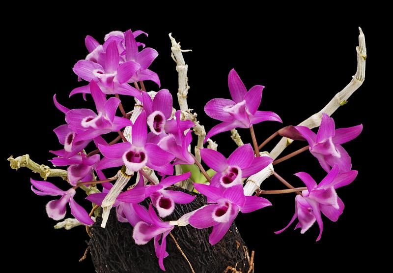 Dendrobium (pac-ter)