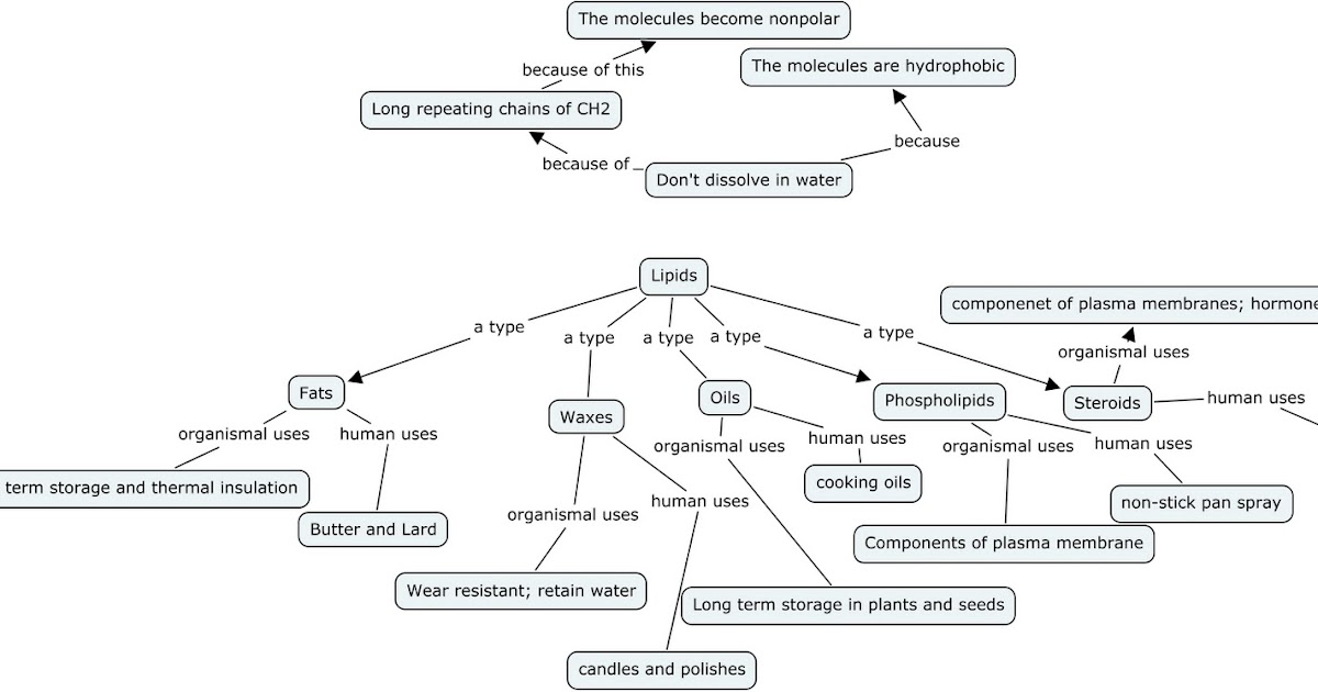 Dillon's Bio Blog: Lipids Concept Map