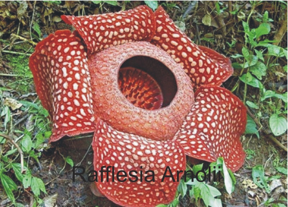 Rare Flowers rare-flowers