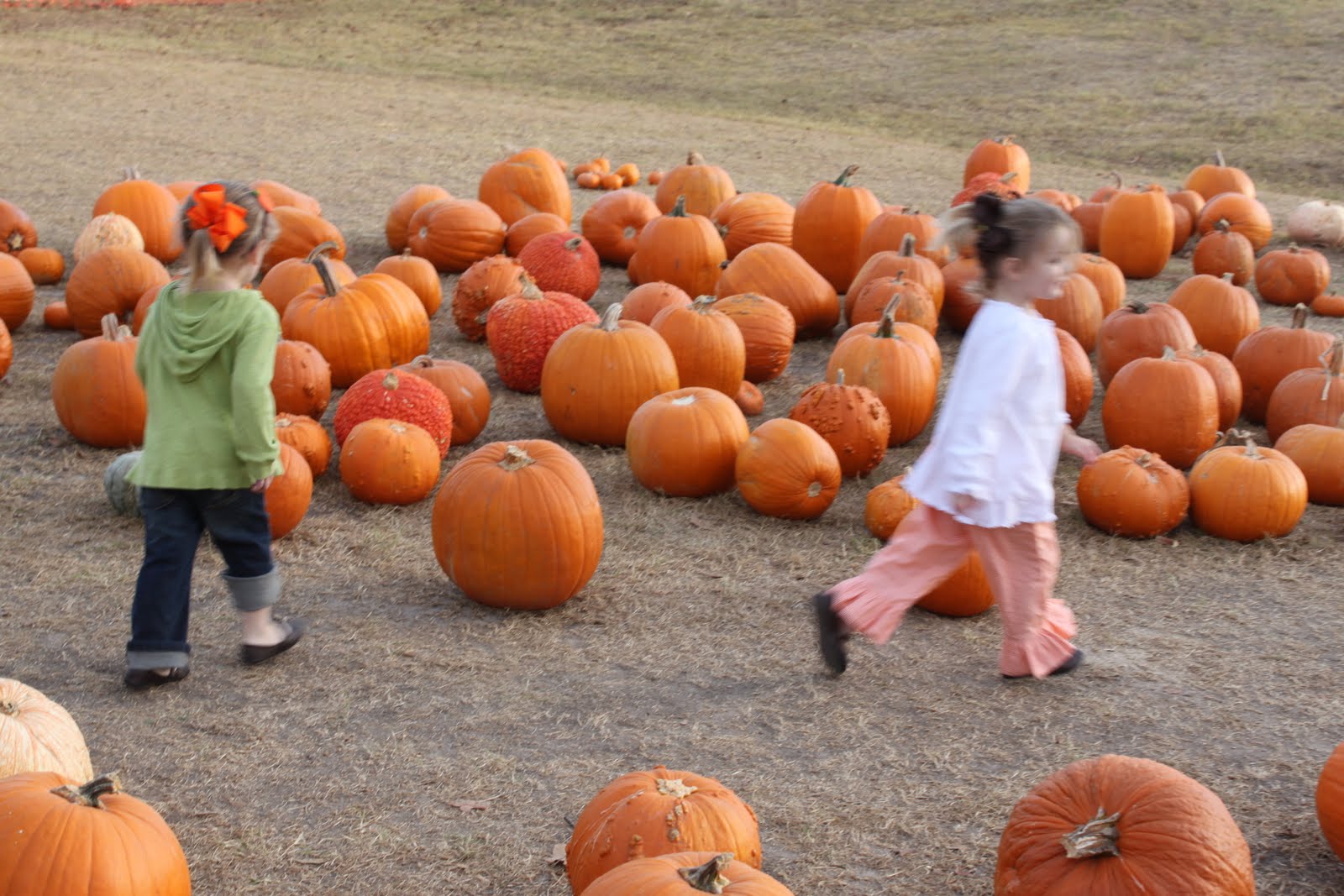 Mojoy: Pumpkin Patch 2010...