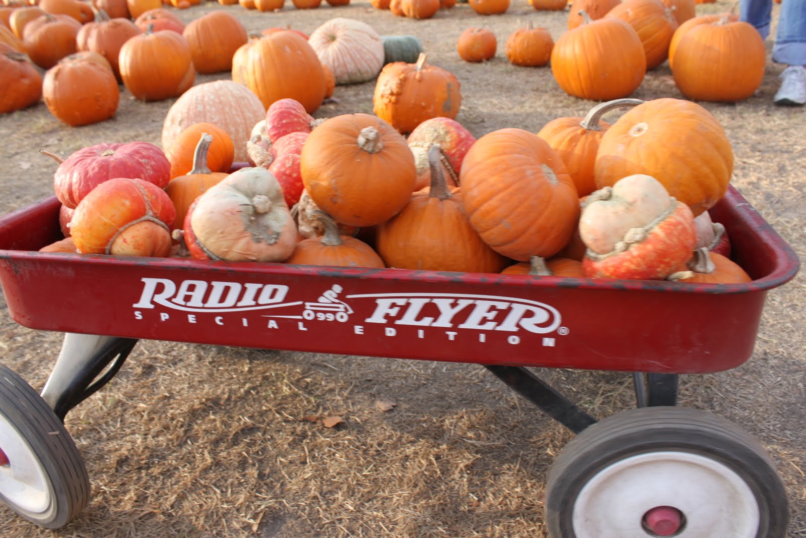Mojoy: Pumpkin Patch 2010...