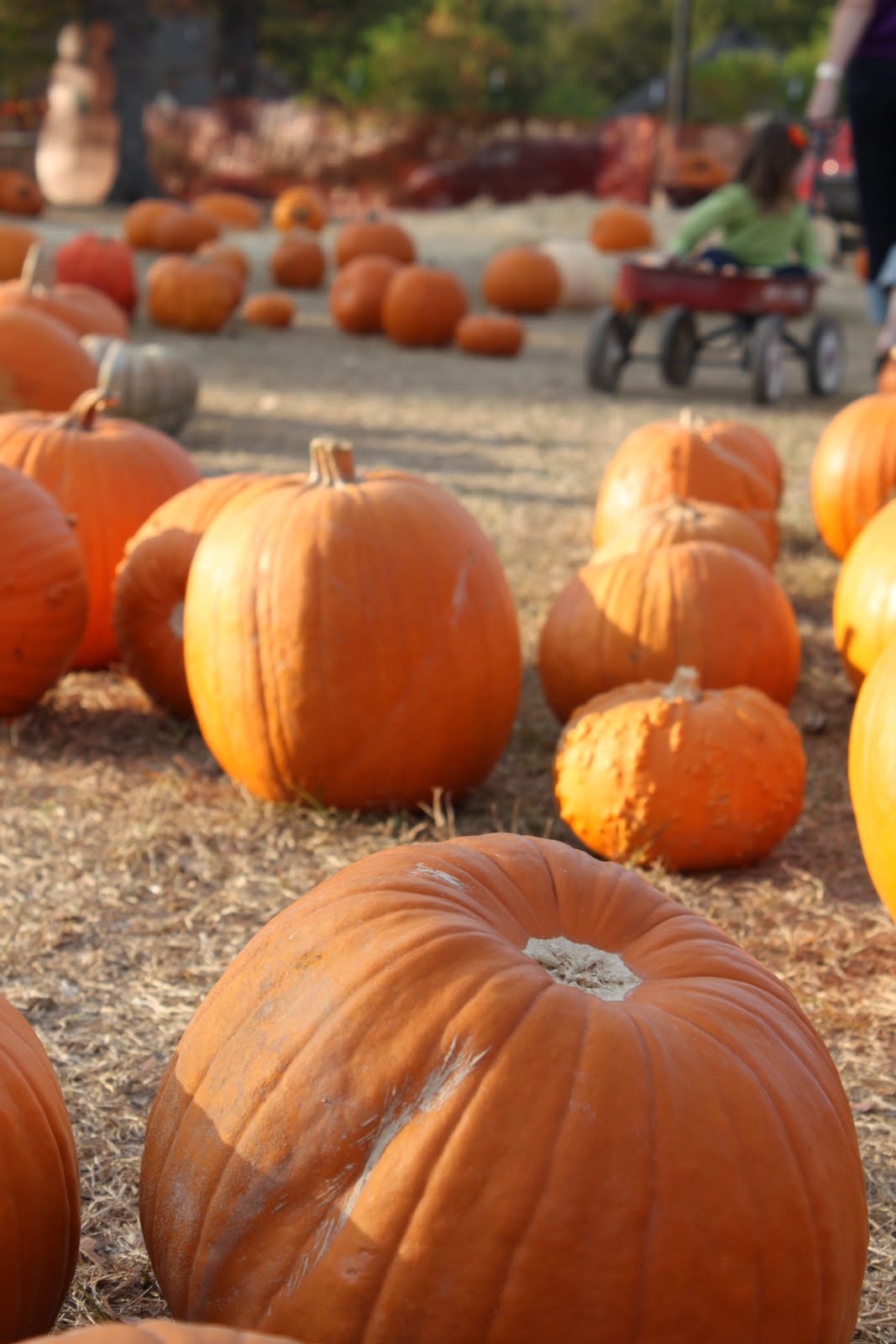 Mojoy: Pumpkin Patch 2010...
