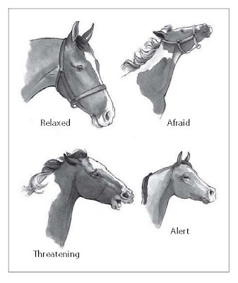 Horses, riding, breeding & more: The four main communication ...