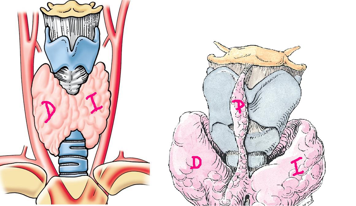Anatomía UNAM: Glándula tiroides
