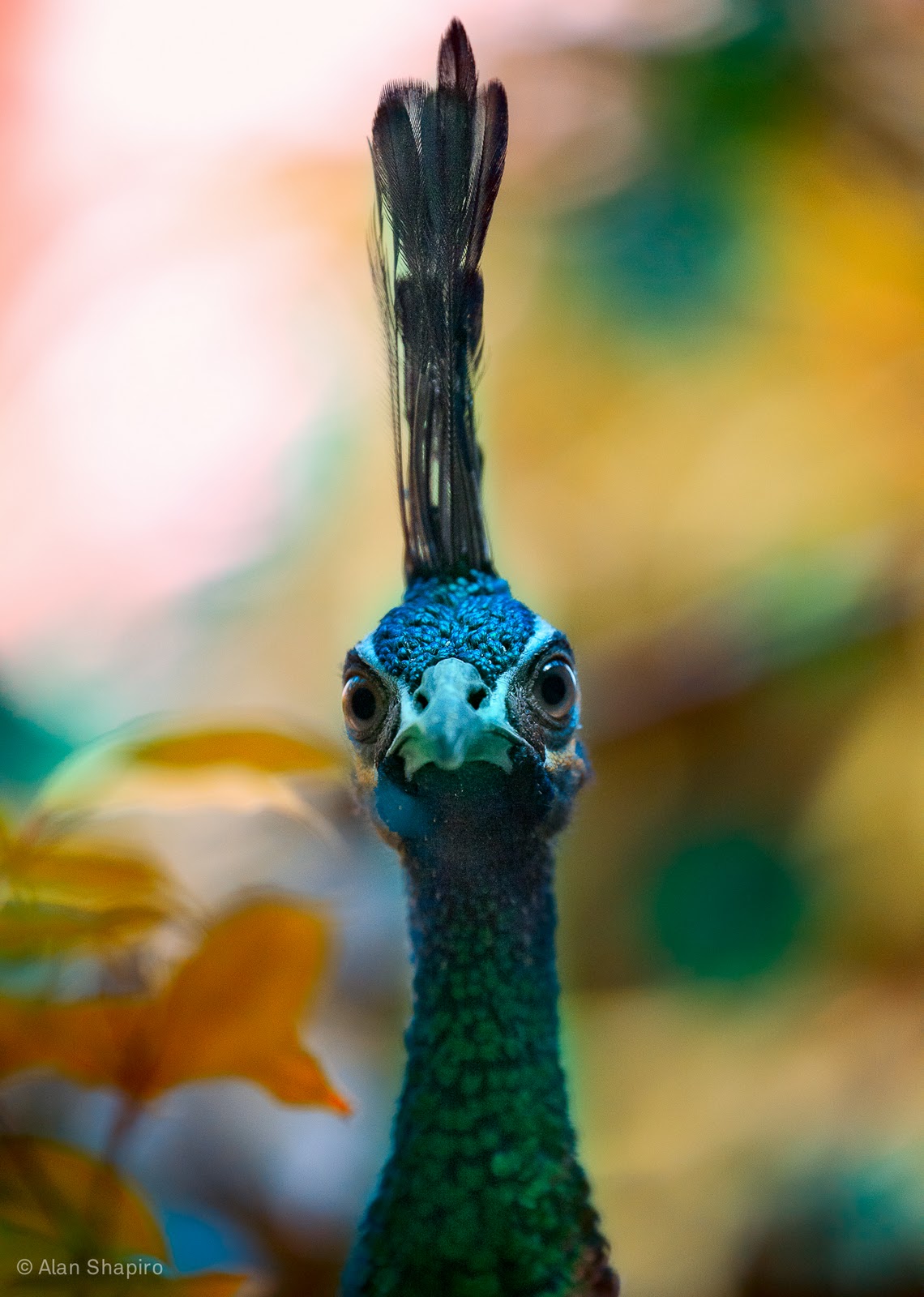 Moments of Truth: Perfectly poised Peacock with plumage proudly pointed ... Moments of Truth: Perfectly poised Peacock with plumage proudly pointed ...
