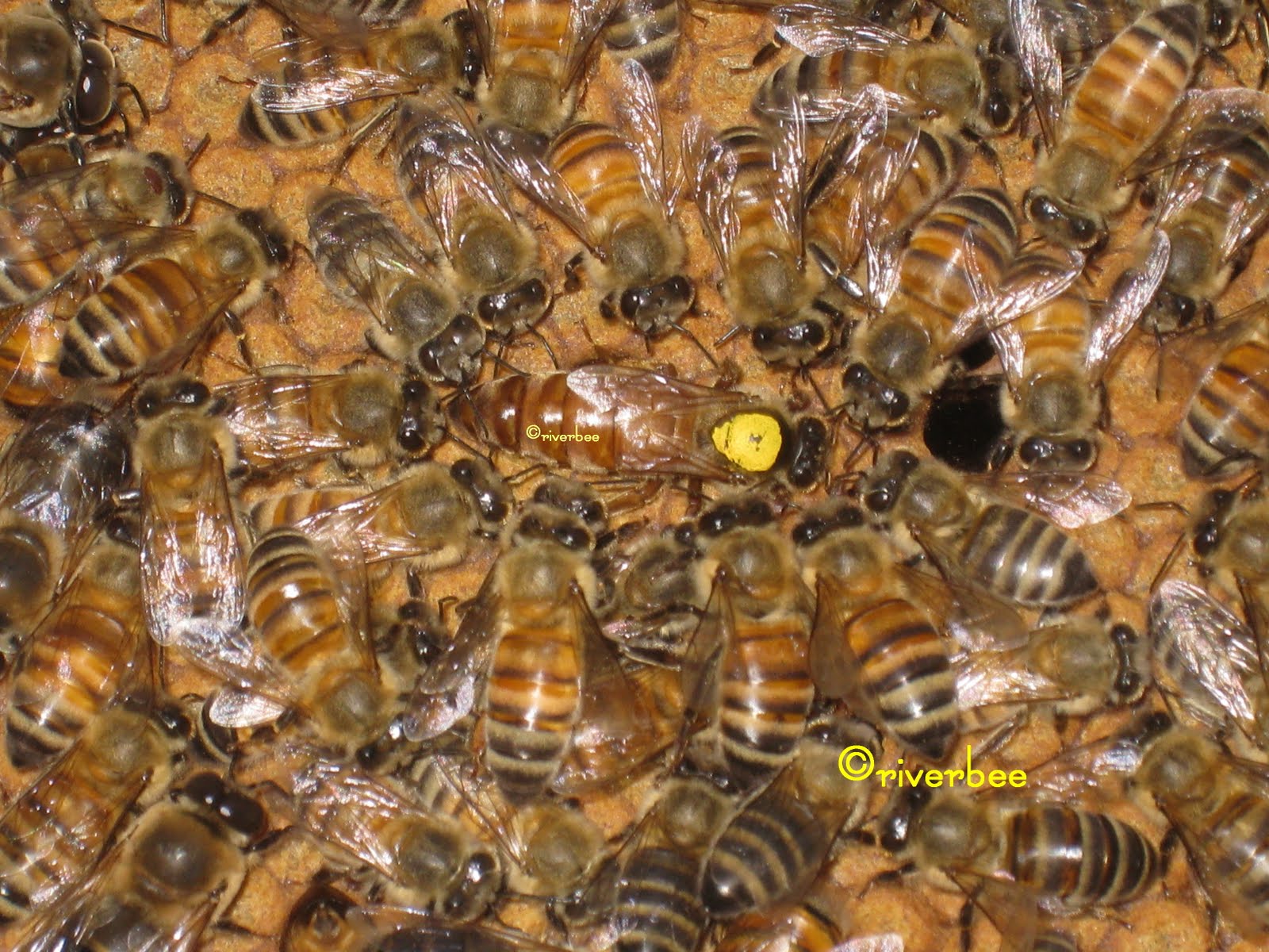 Are the Sharpie Oil Based Paint Marker Pens ok for marking Queens? | Beesource Beekeeping Forums