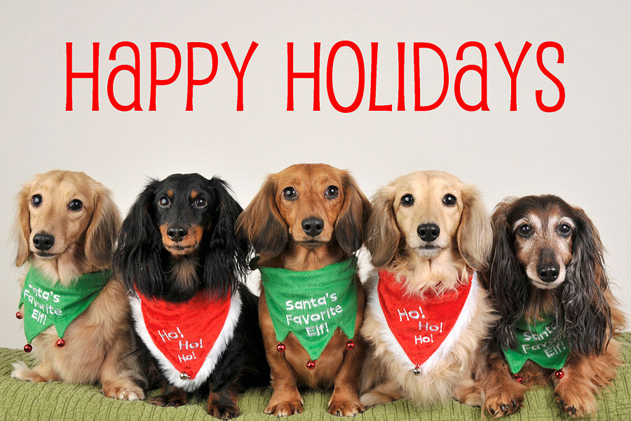 The Long And Short Of It All A Dachshund Dog News Magazine Happy the-long-and-short-of-it-all-a-dachshund-dog-news-magazine-happy