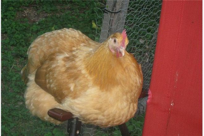 Do you think animal products we eat that are mass produce are causing MASSIVE weight gain ...