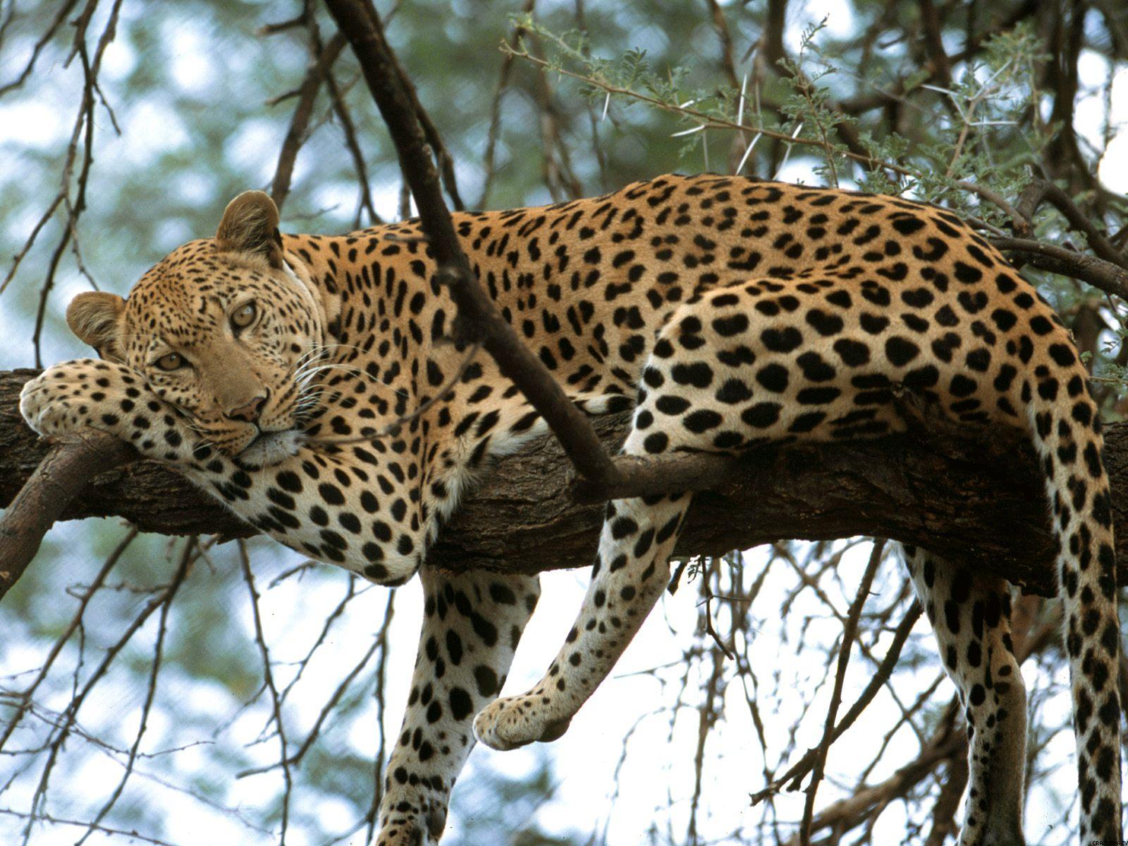DIVAGAR SOBRE TUDO UM POUCO: Preservar a vida Animal - Leopardo DIVAGAR SOBRE TUDO UM POUCO: Preservar a vida Animal - Leopardo
